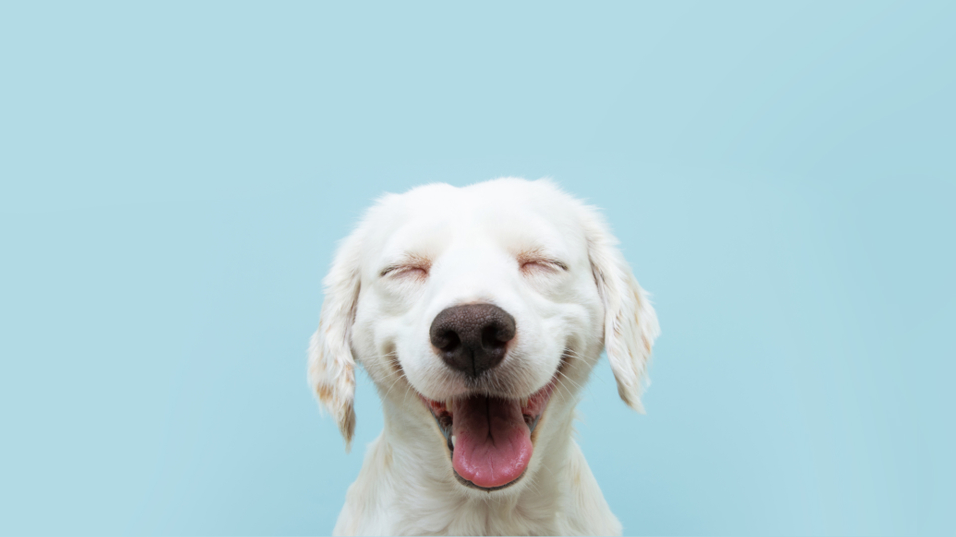 Dog Face Front View
